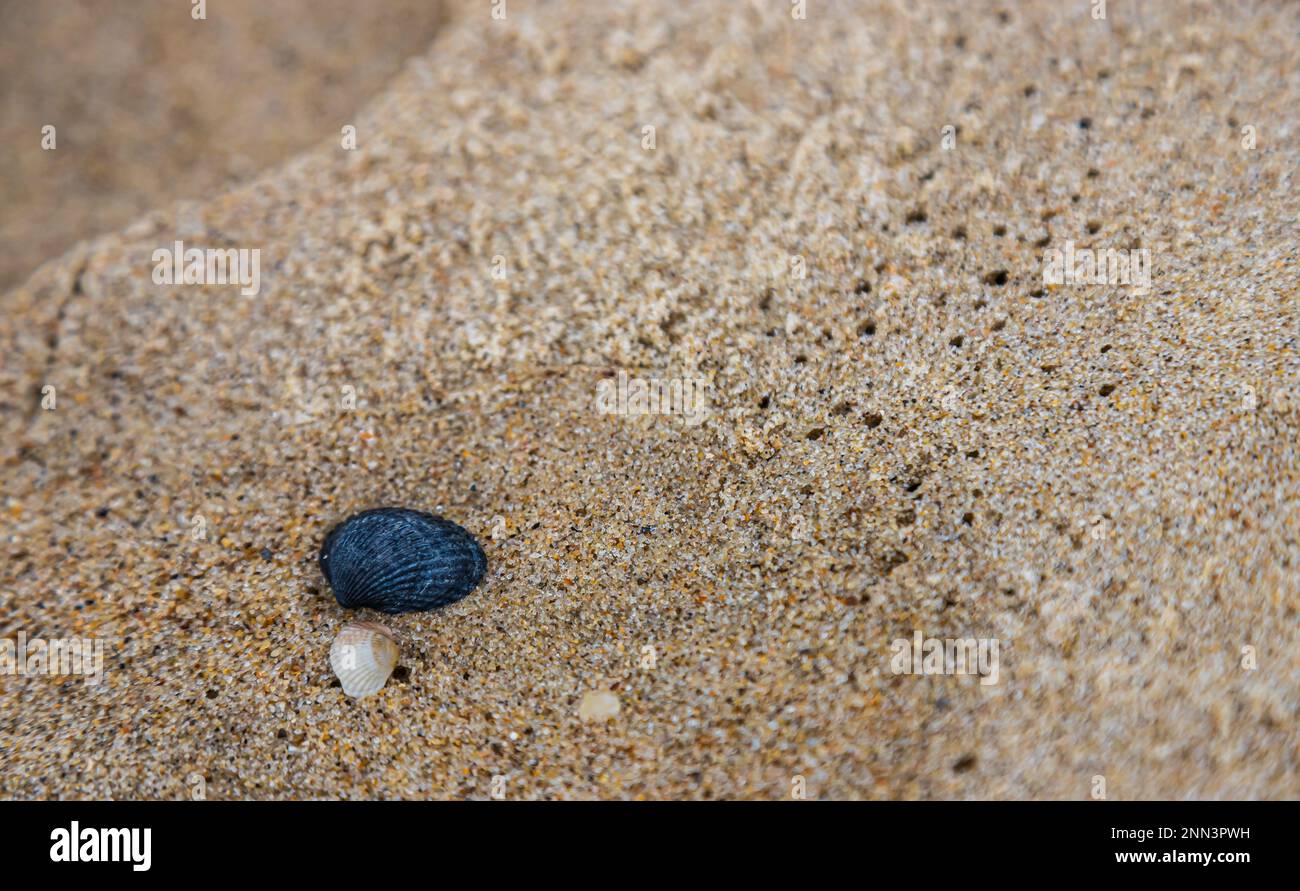 Sandy beach background for summer. Sand texture. Macro shot. Copy space ...