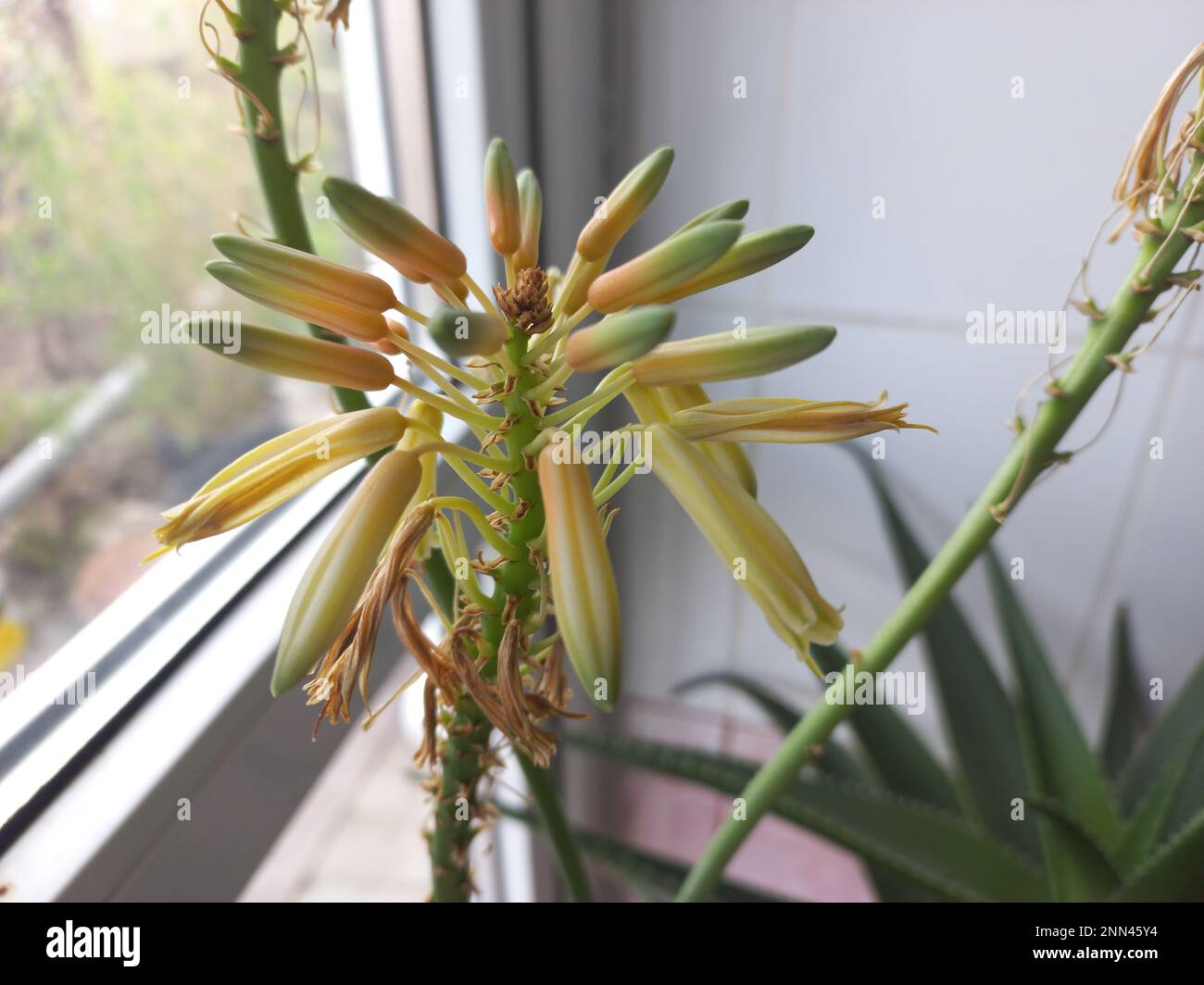 Aloe vera flowers on the windowsill in the morning Stock Photo - Alamy