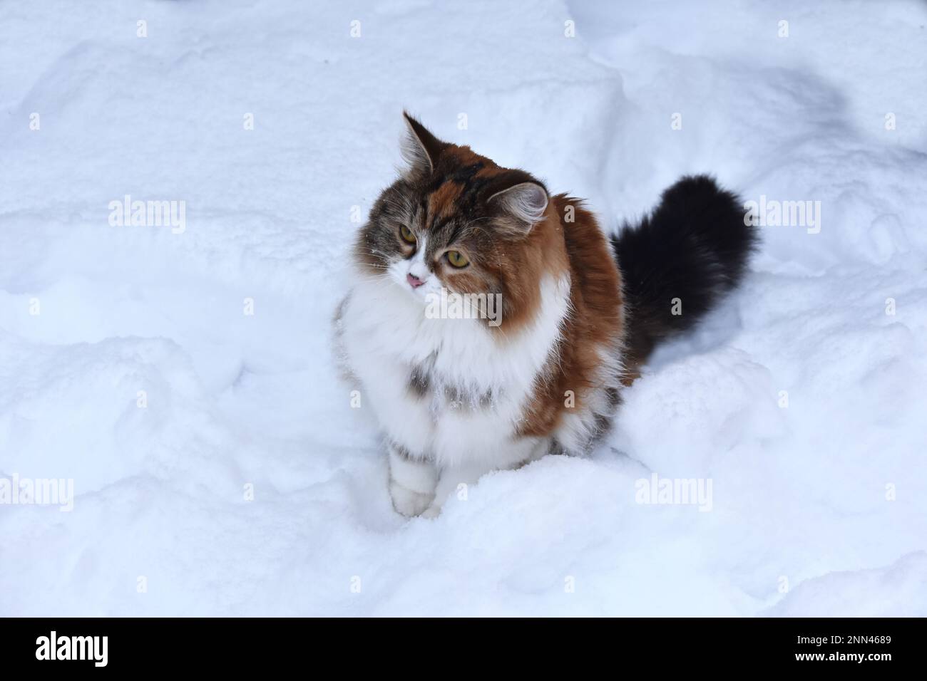 White cat in snow hi-res stock photography and images - Alamy