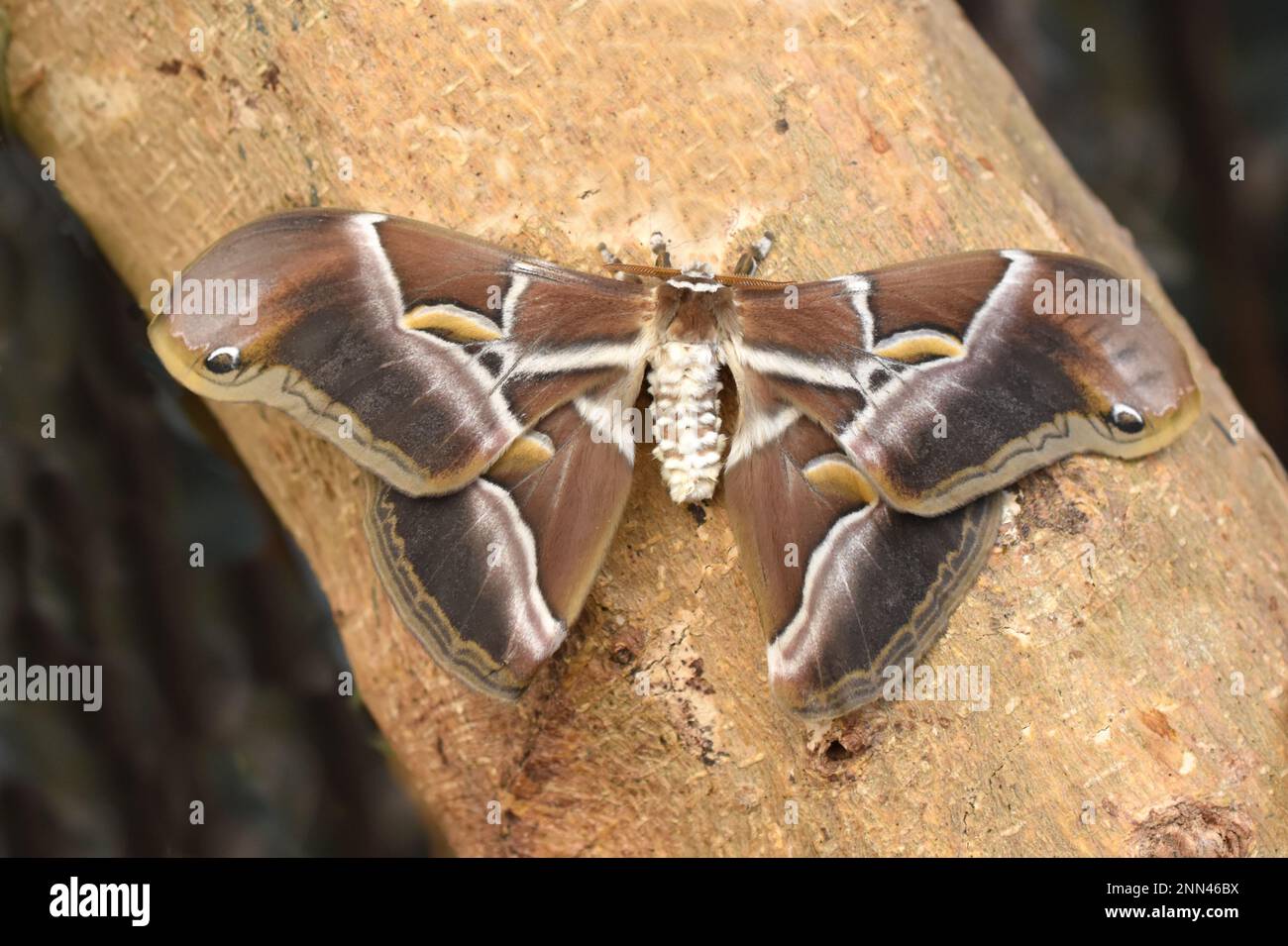 The big nocturnal moth Samia ricini resting Stock Photo - Alamy