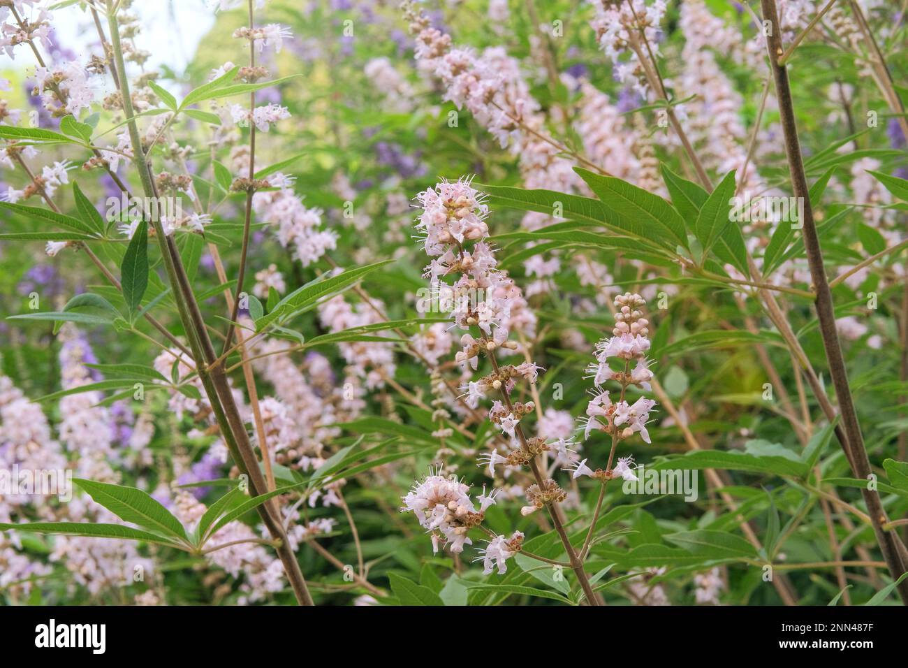 Vitex canabifolia grown in a rustic farm garden. Alpine grassland ...