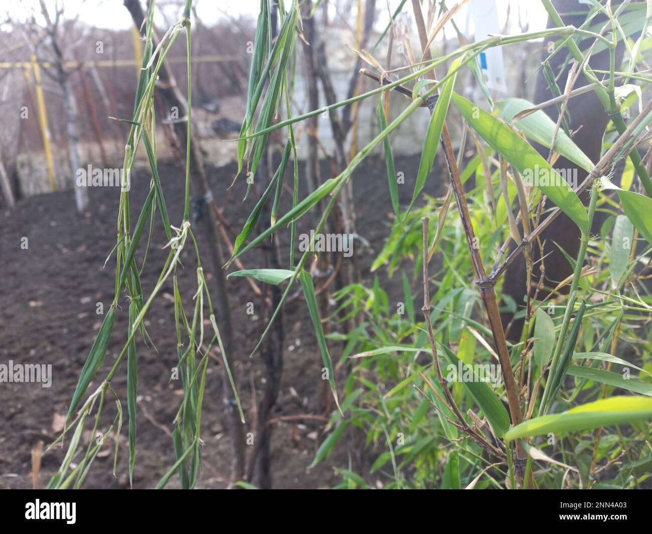 Enduring Strength: A Fresh Bamboo Shoot Broken by the Wind Stock Photo ...
