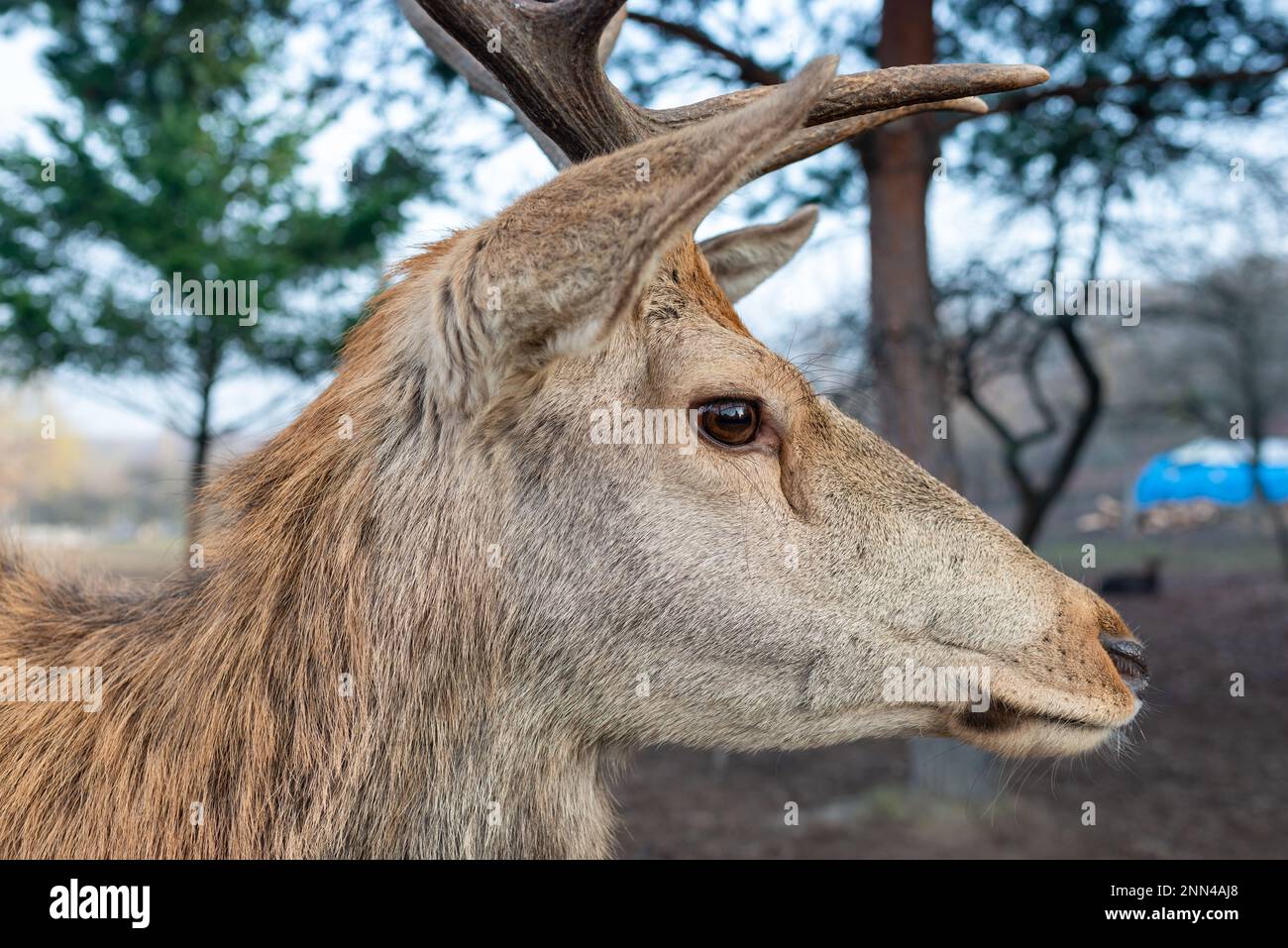 Beautiful young deer with short antlers portrait Stock Photo - Alamy
