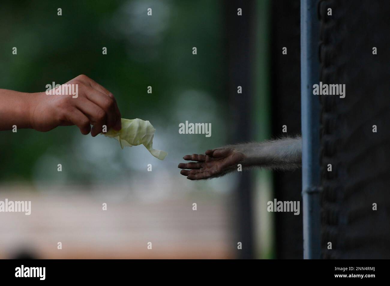 A tourist hands a cabbage leaf to a little monkey in its cell in a park ...