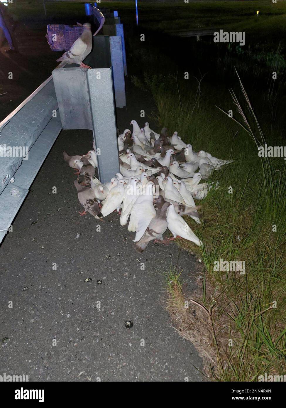This photo provided by Volusia County Animal Control shows pigeons off ...