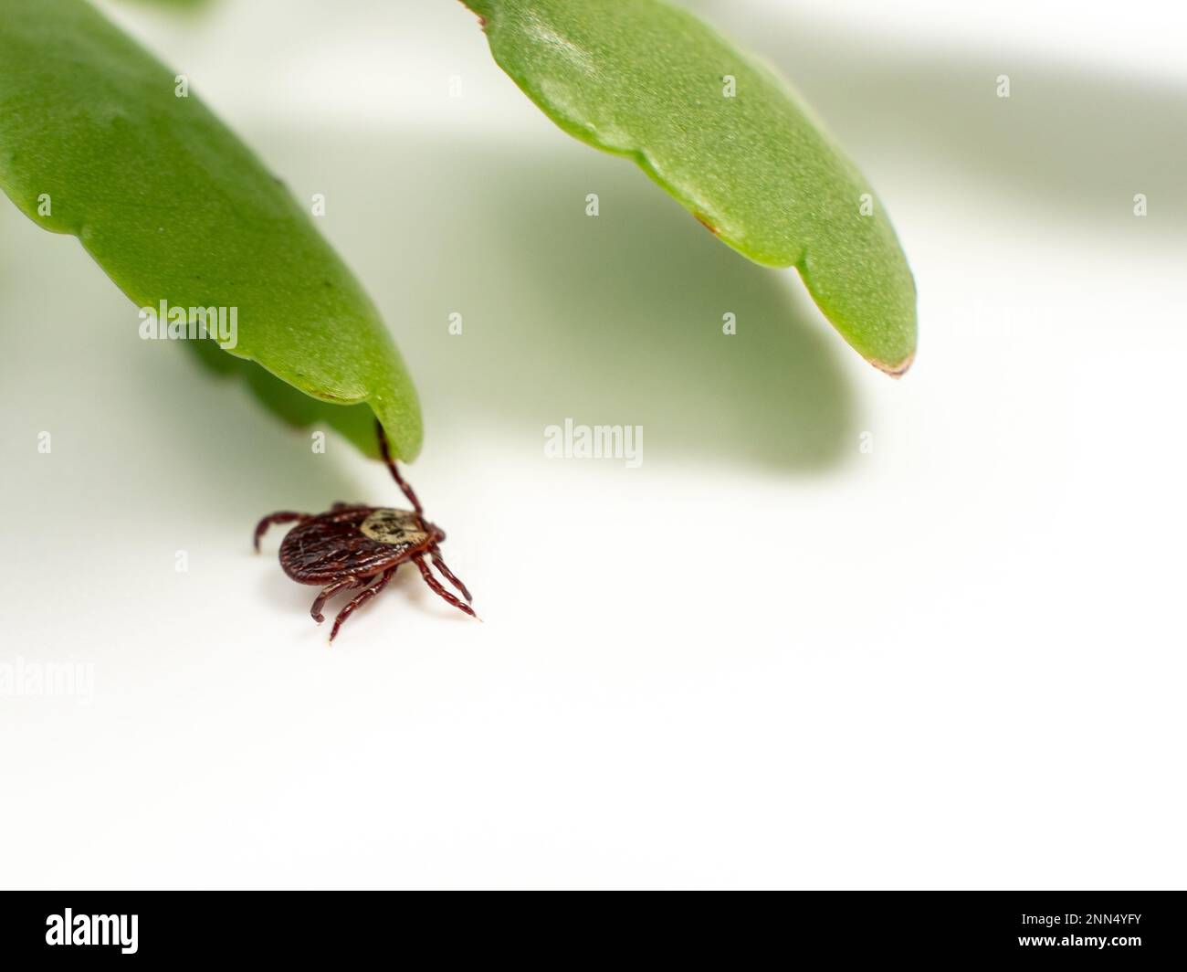 Infectious parasitic insect Dermacentor Dog Tick Arachnid on a green ...