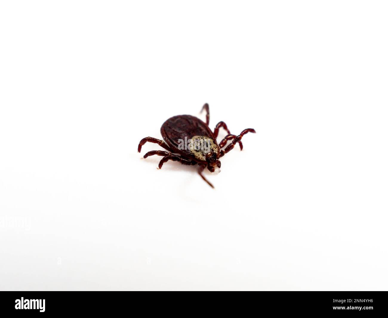Infectious Dermacentor Dog Tick Arachnoid Parasite Insect Macro ...