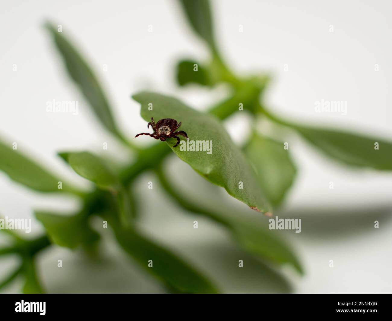 Infectious parasitic insect Dermacentor Dog Tick Arachnid on a green ...