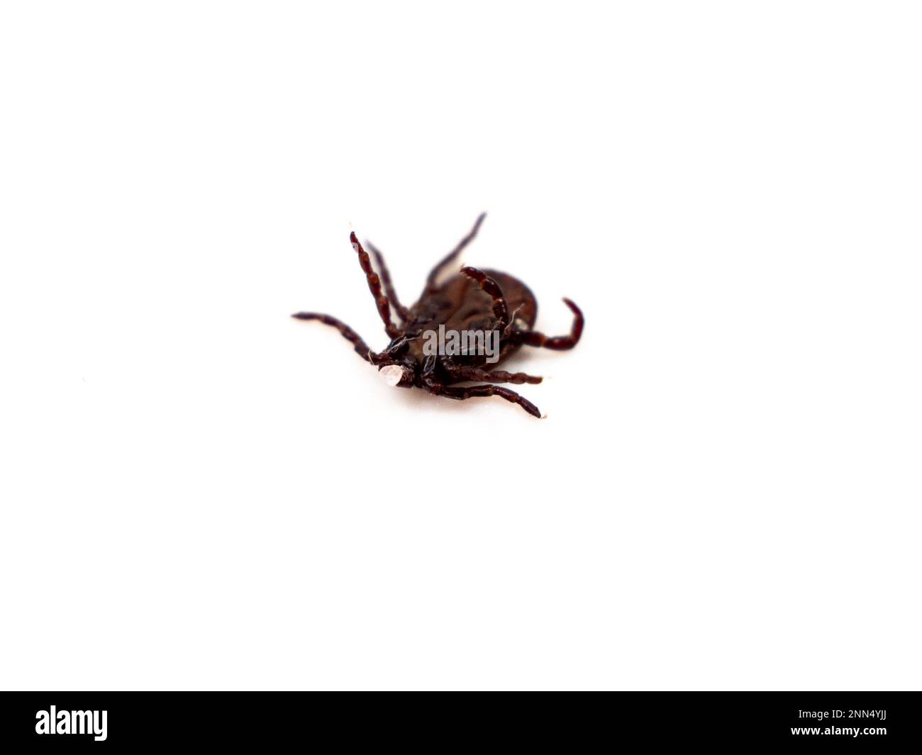 Infectious Dermacentor Dog Tick Arachnoid Parasite Insect Macro ...