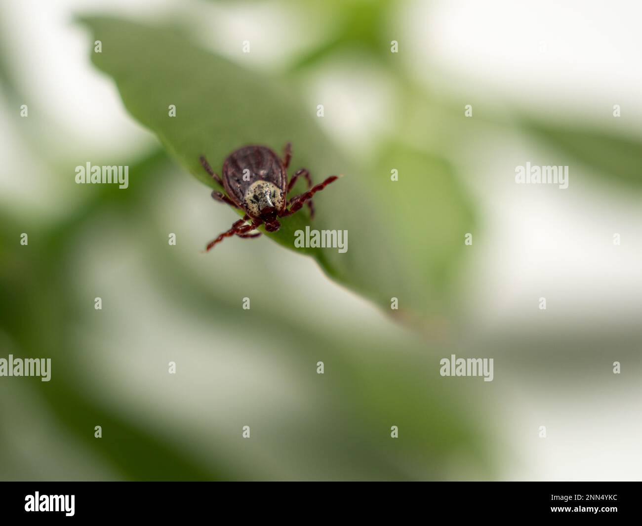 Infectious parasitic insect Dermacentor Dog Tick Arachnid on a green ...