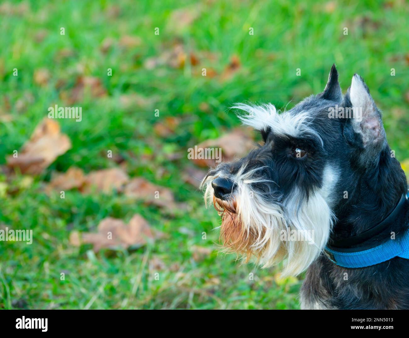 Beautiful schnauzer hi-res stock photography and images - Alamy