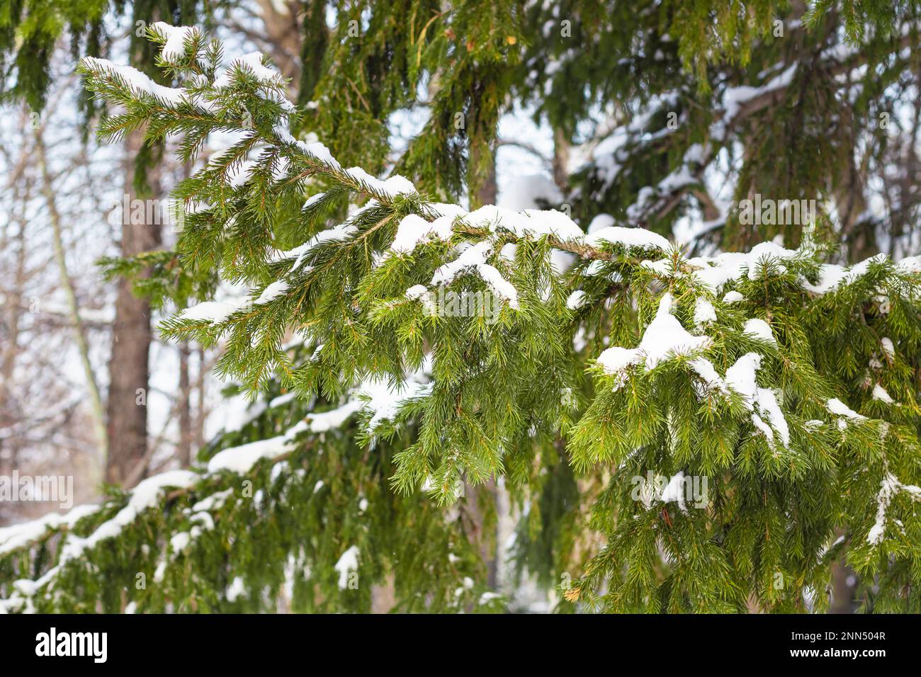 Seasonality concept of nature hi-res stock photography and images - Alamy