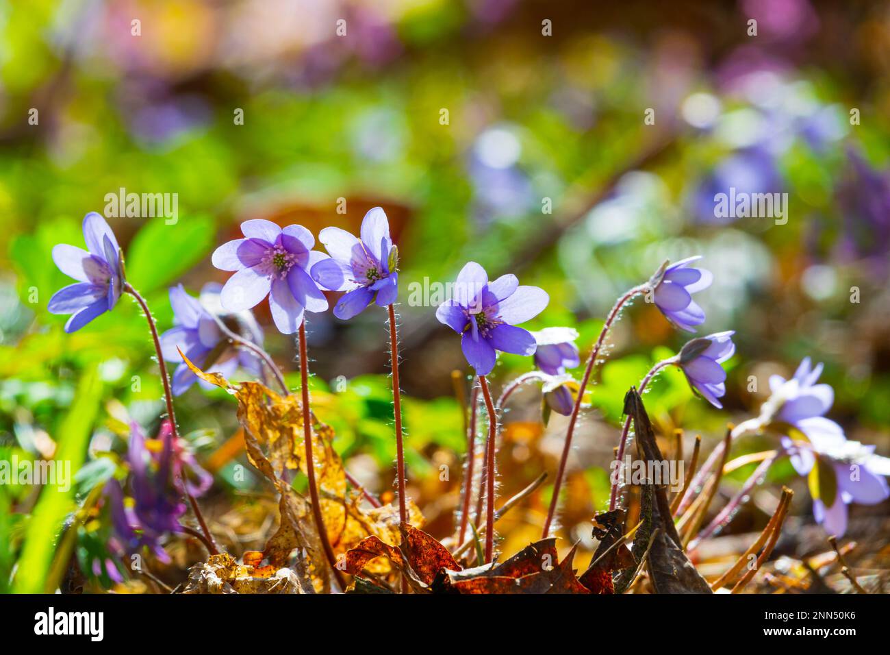 Early spring liverwort flowers Stock Photo - Alamy
