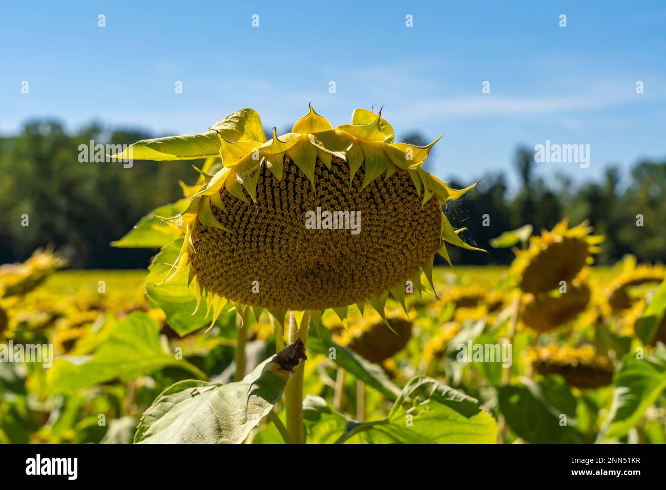 Ripe sunflowers field. Dry sunflower, sun flowers ready for harvesting ...
