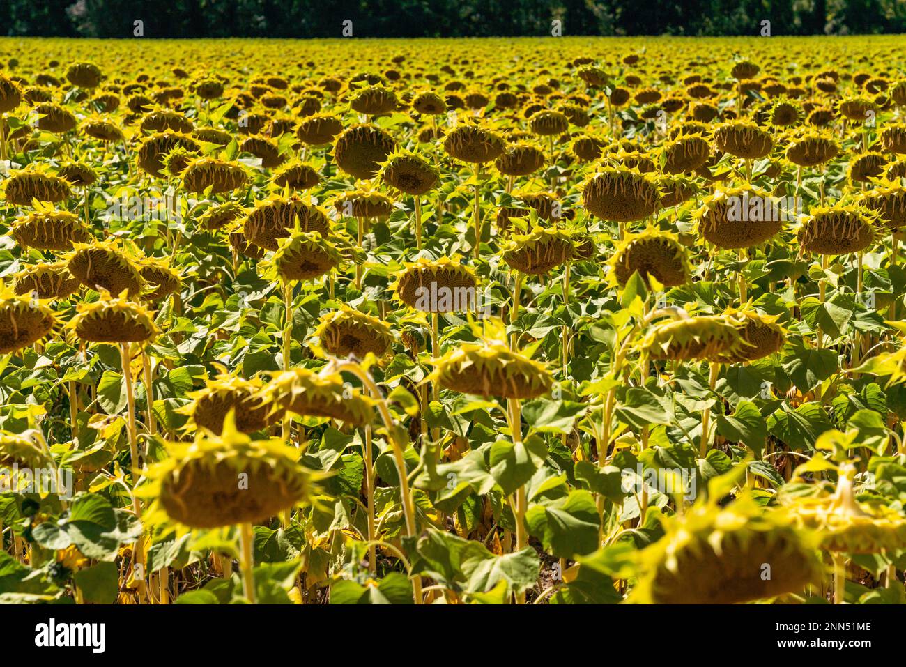 Ripe sunflowers field. Dry sunflower, sun flowers ready for harvesting ...
