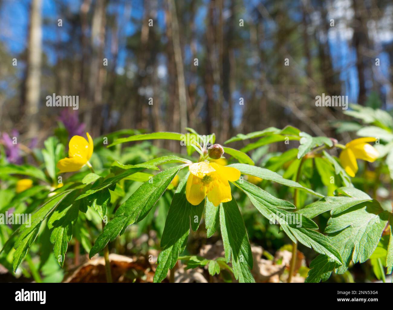 Yellow spring flowers in the forest Stock Photo - Alamy