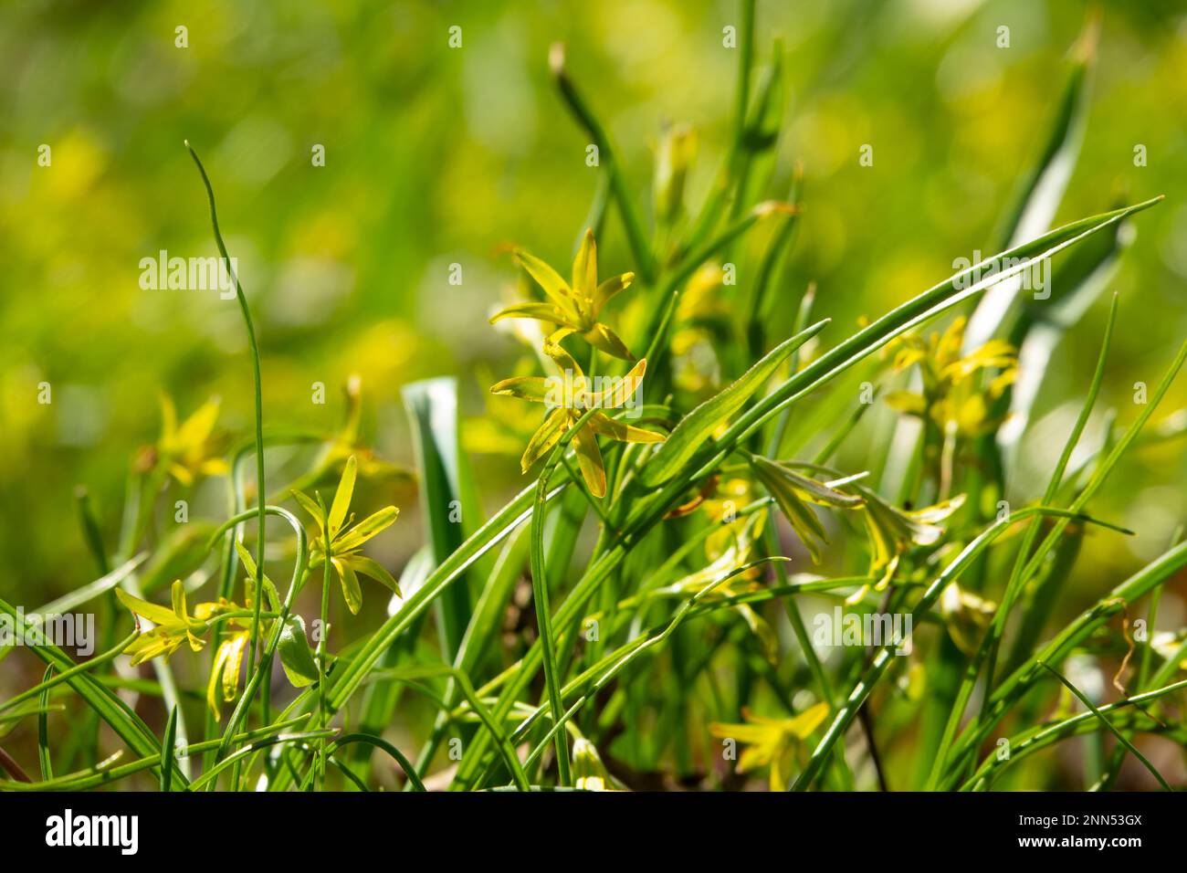 Yellow spring flowers in the forest Stock Photo - Alamy
