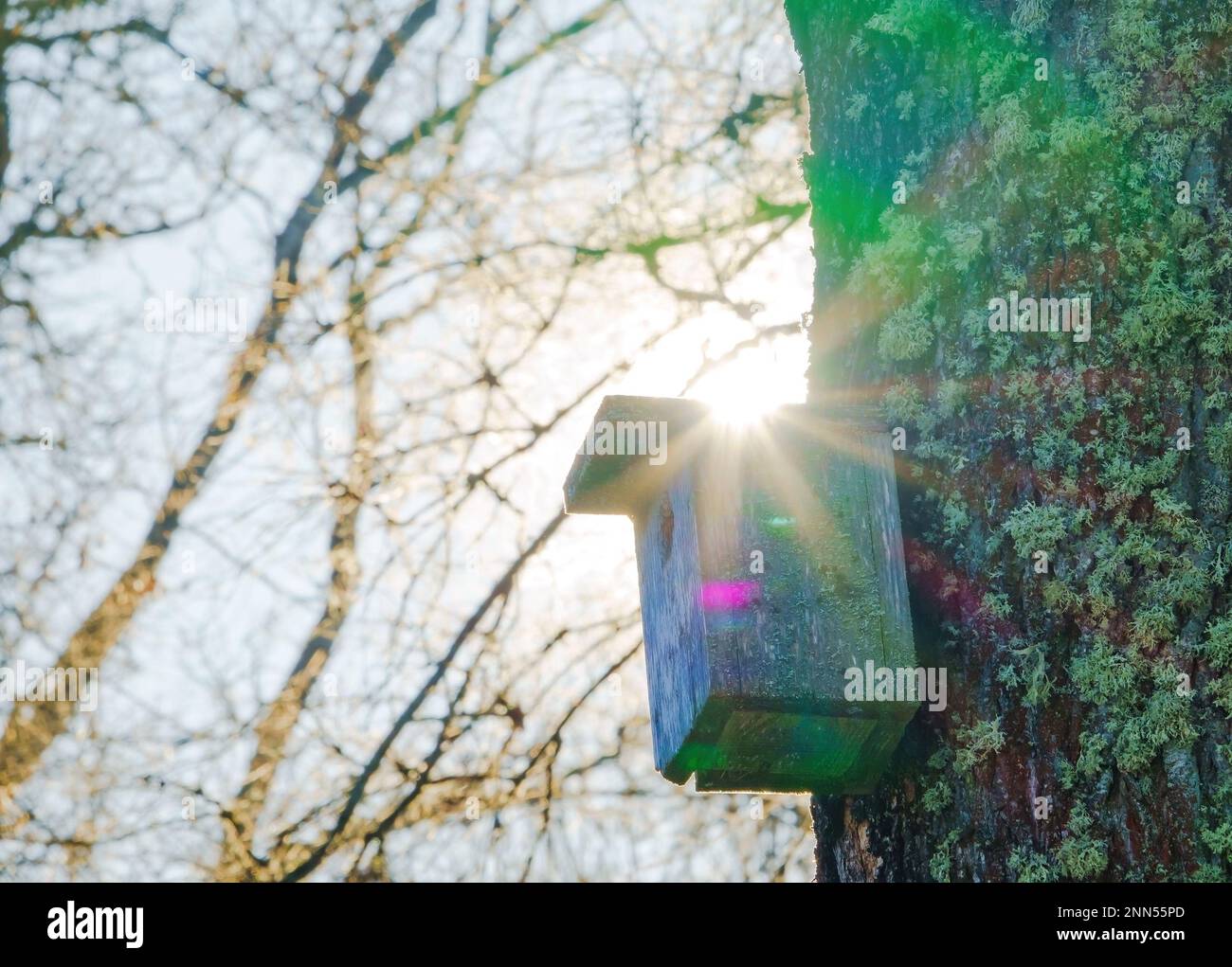 An old birdhouse on a tree waiting for the arrival of starlings Stock ...