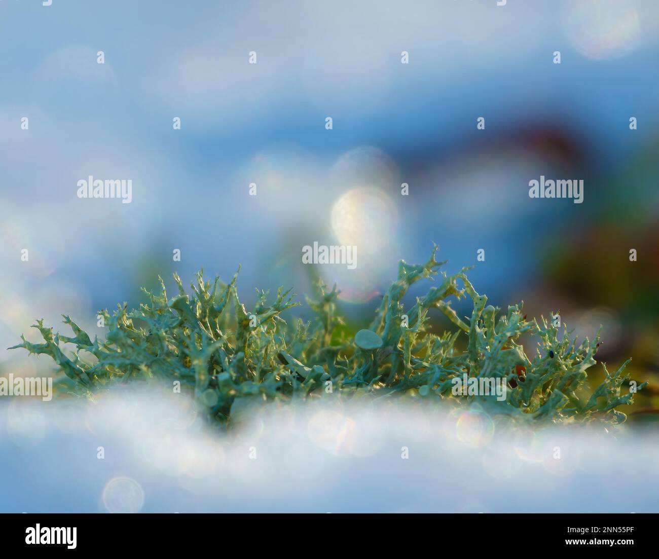 Icelandic moss in the snow, close up Stock Photo - Alamy