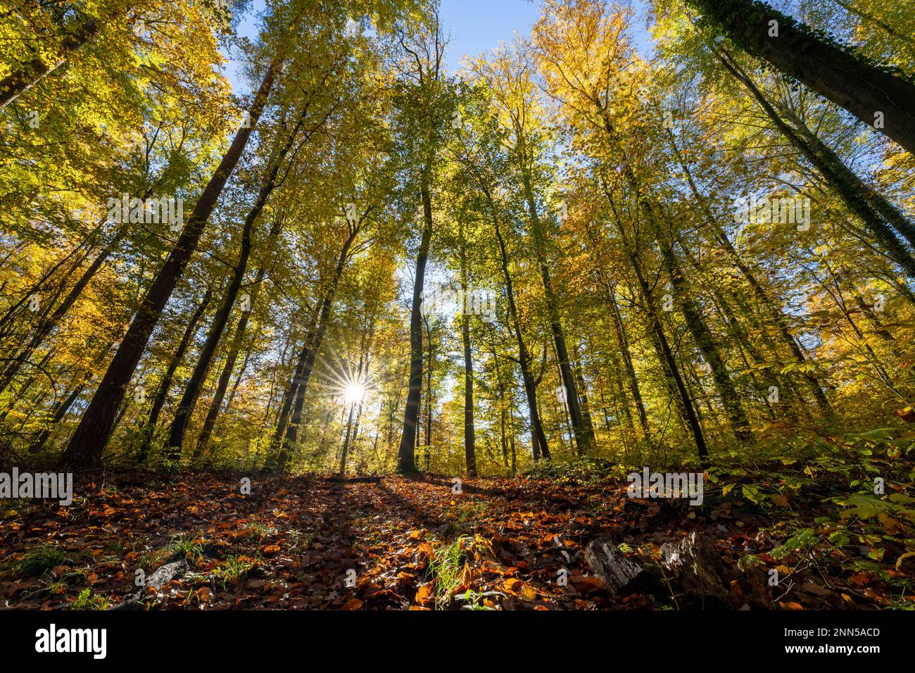Ground to the treetops hi-res stock photography and images - Alamy