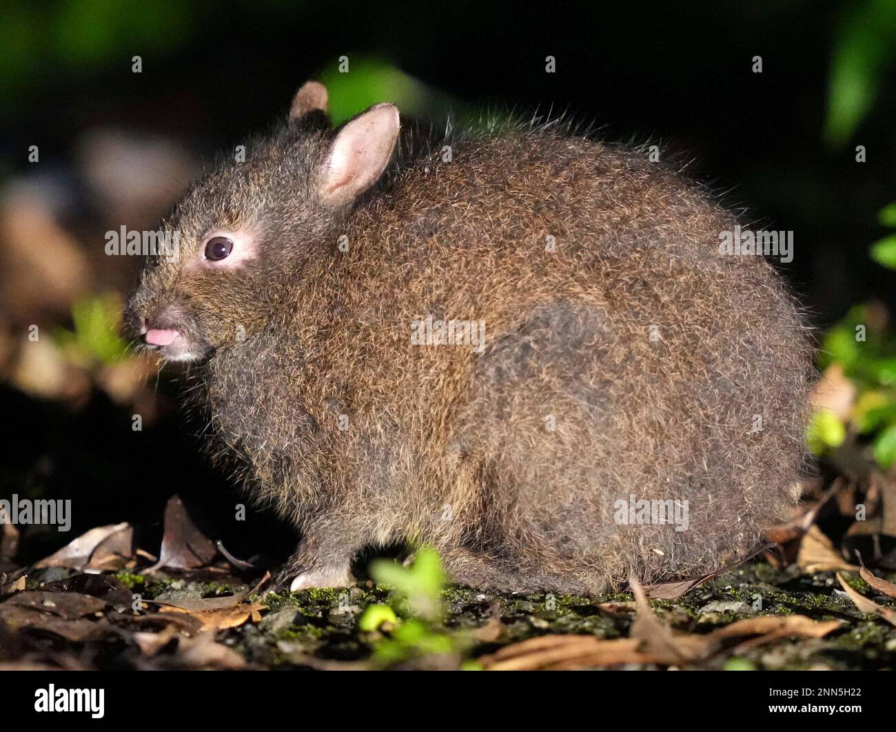 An Amami rabbit which is a Natural monument is pictured in Amami City ...