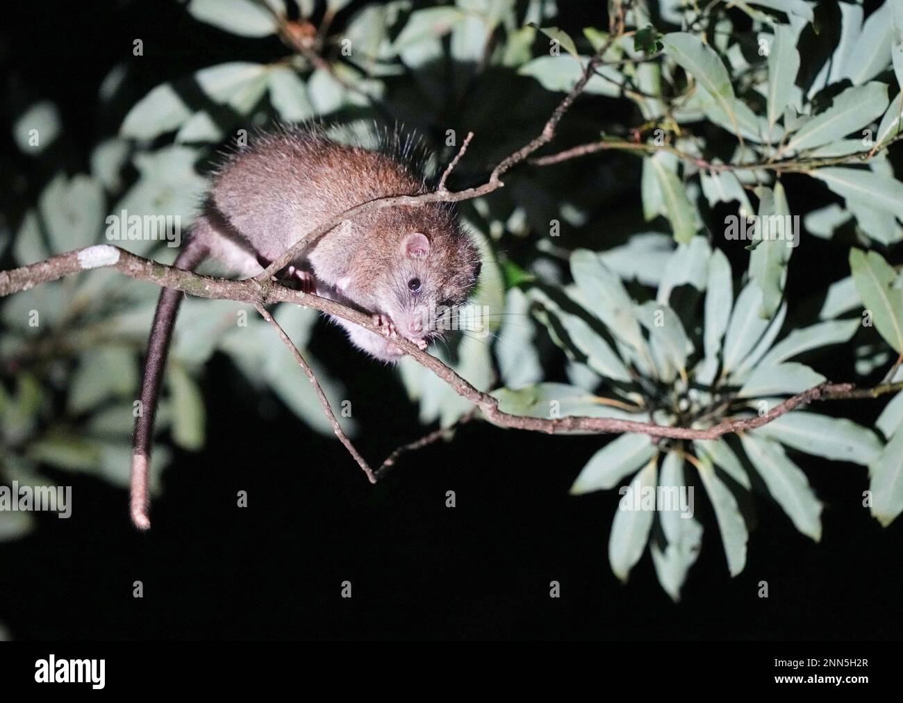 Japan's Natural monument, Ryukyu long-tailed giant rat is pictured in ...