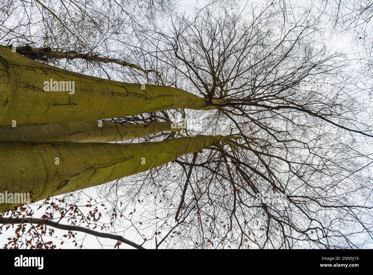 A view into the crowns of a beech tree in winter Stock Photo - Alamy