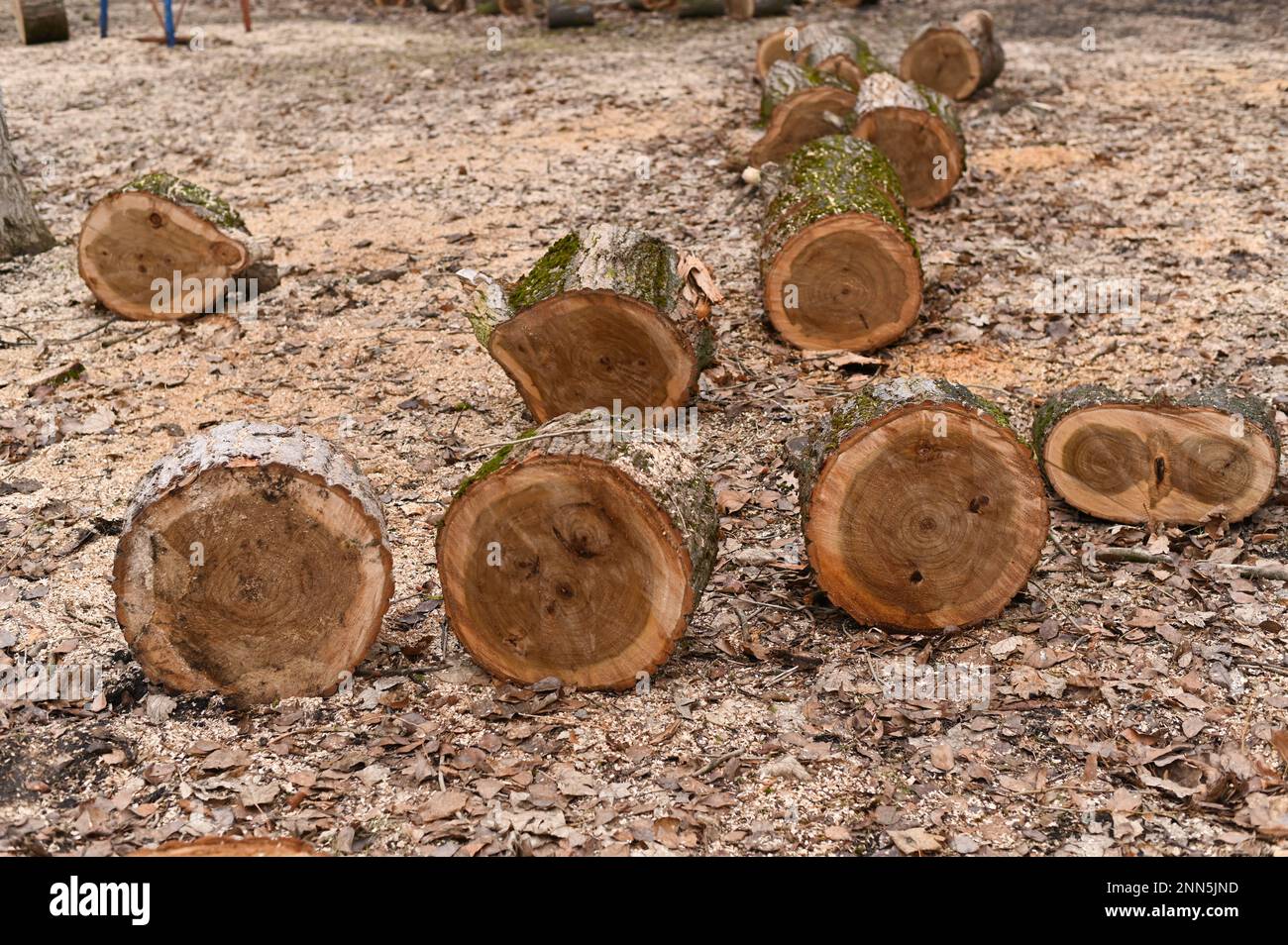 felled trunks of tree stumps in the park. a lot of sawdust on the floor ...