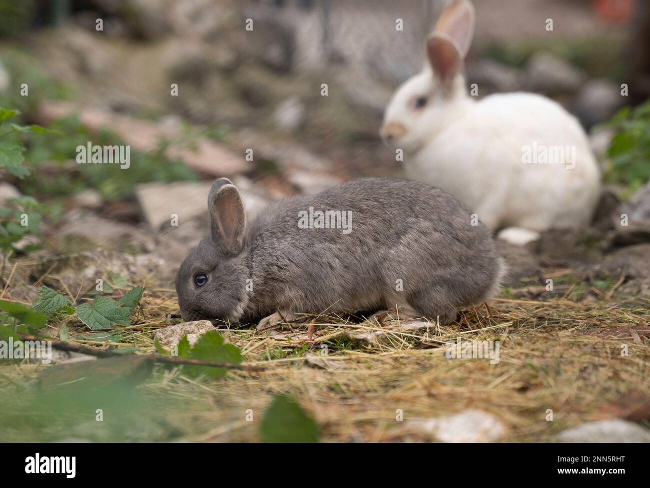small cute furry rabbits on the ground in a farm Stock Photo - Alamy