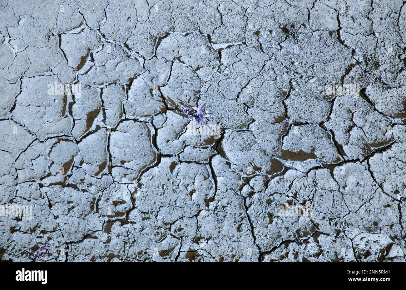 Background of dry cracked earth, parched earth, texture of earth dirt ...