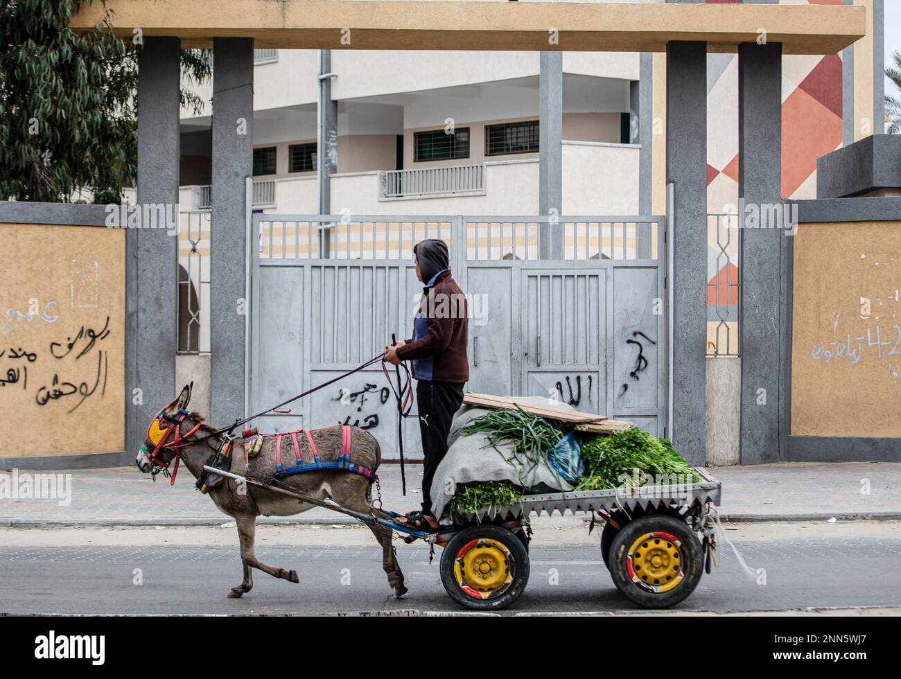 Gaza, Palestine. 25th Feb, 2023. A Palestinian rides a cart pulled by a ...