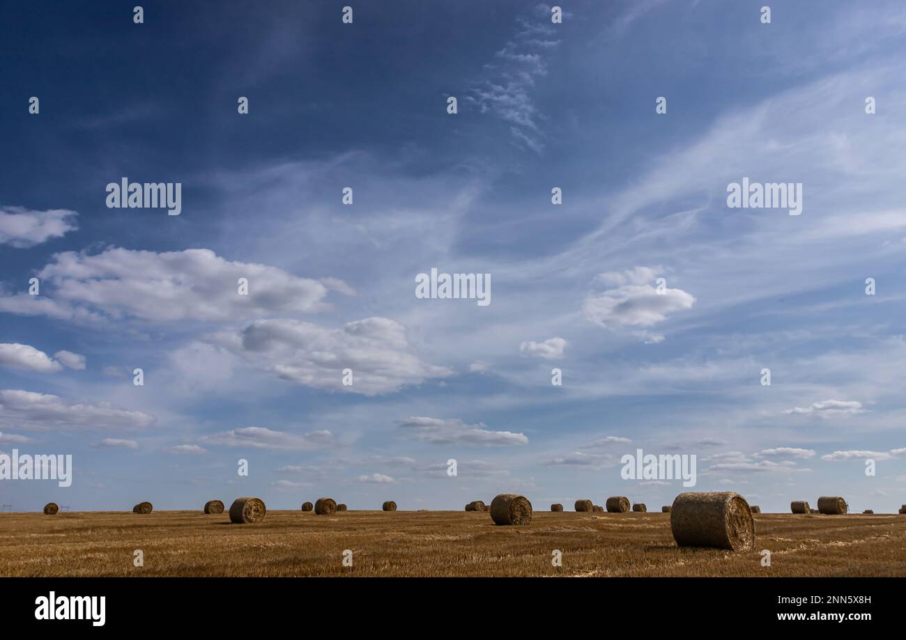 Stacks of straw - bales of hay, rolled into stacks left after ...
