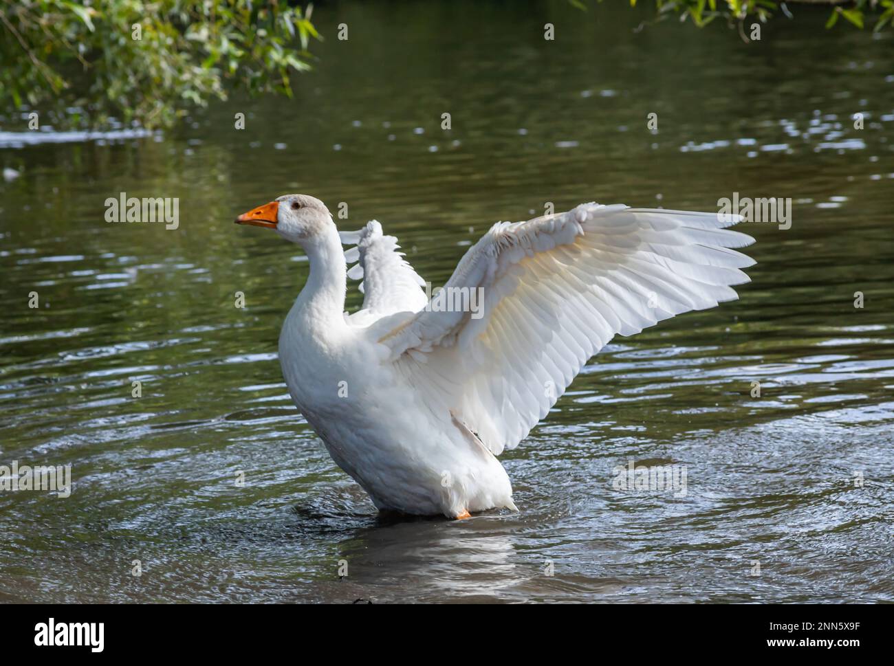 group of domestic white farm geese swim and splash water drops in dirty ...