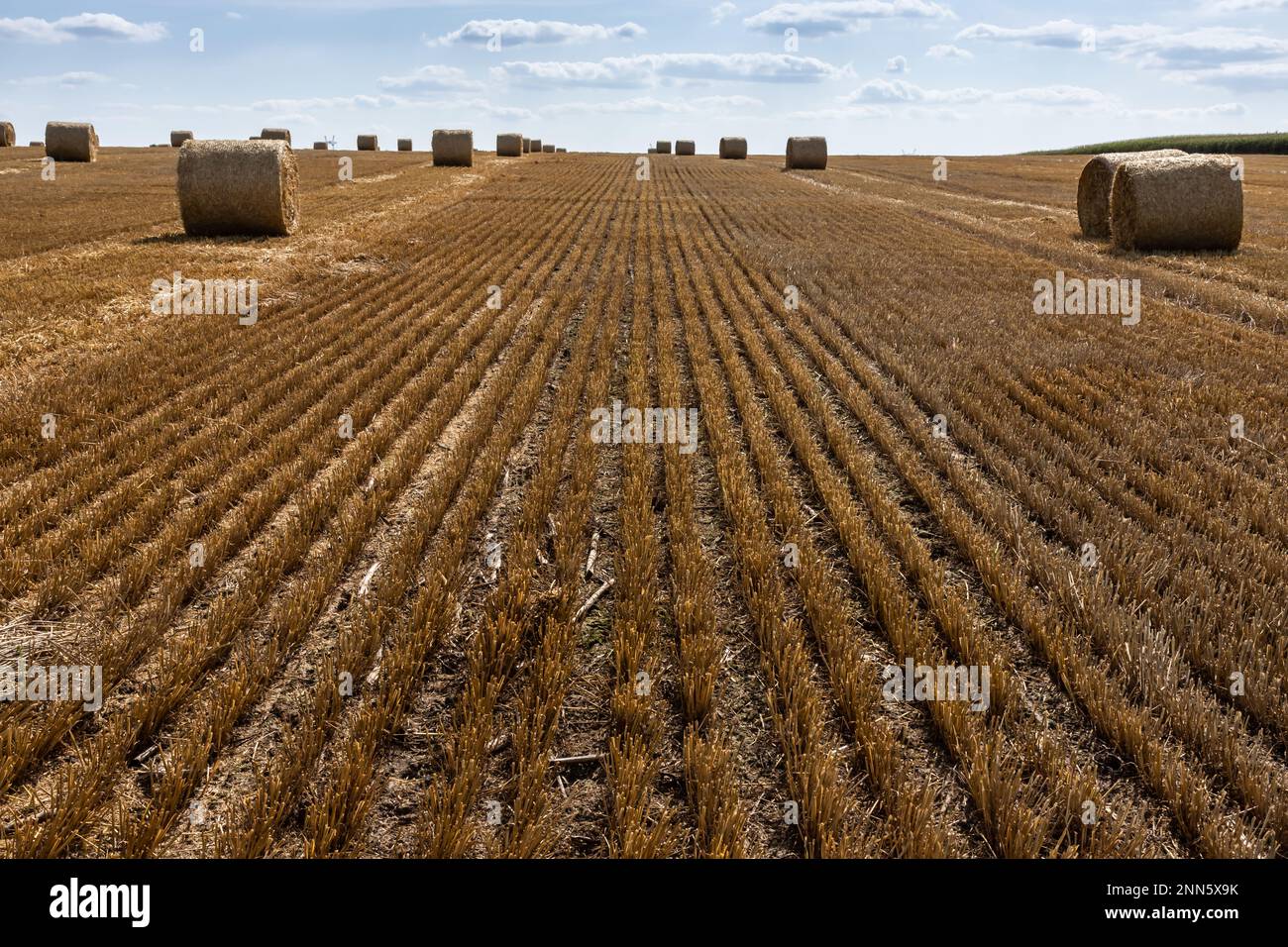 Stacks of straw - bales of hay, rolled into stacks left after ...