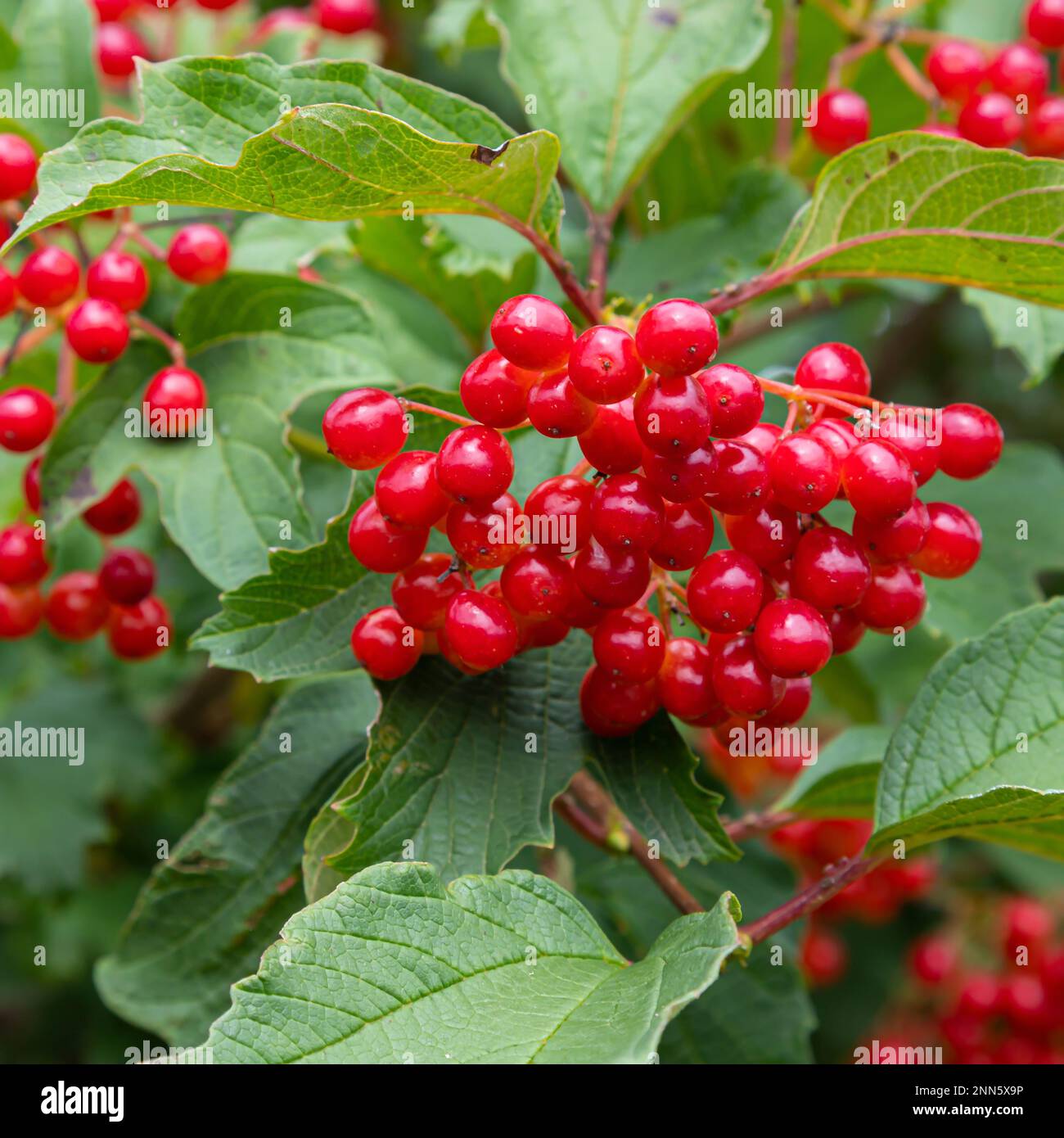 Autumn branch viburnum during the rain, falling drops. Ripe juicy red ...