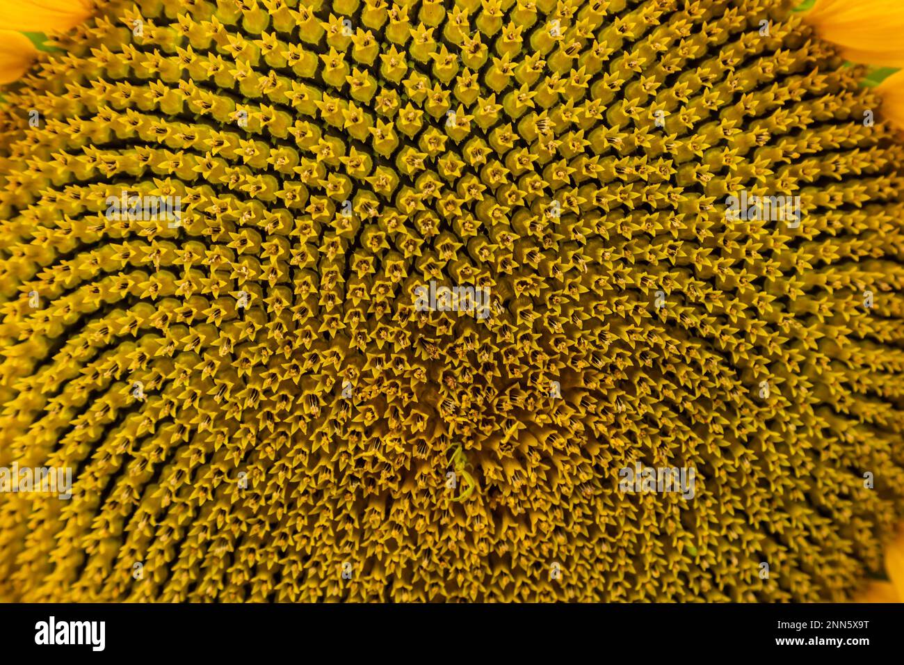 rural farm field with dry and ripe disk heads of common sunflower ready ...