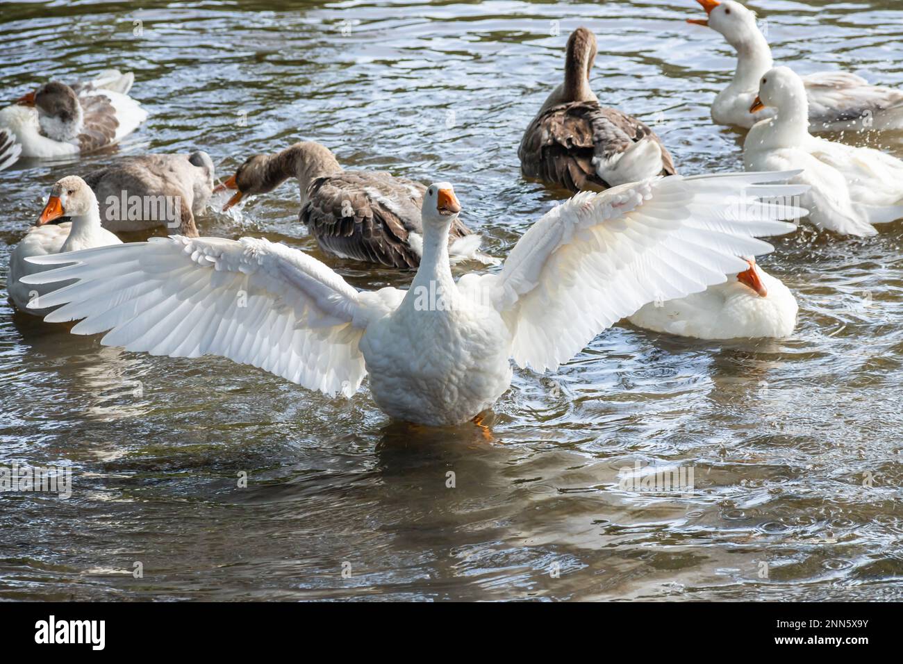 group of domestic white farm geese swim and splash water drops in dirty ...