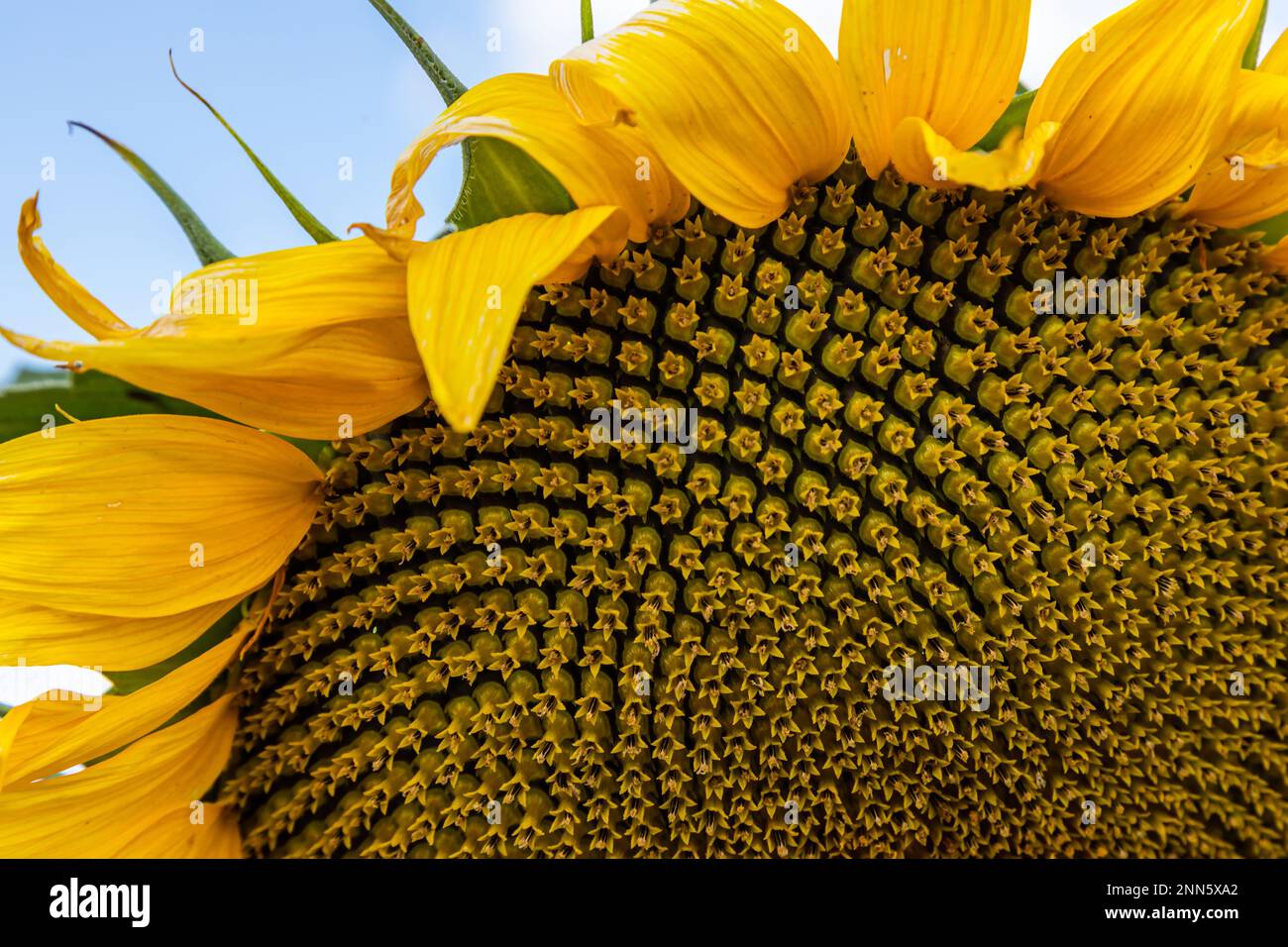 rural farm field with dry and ripe disk heads of common sunflower ready ...