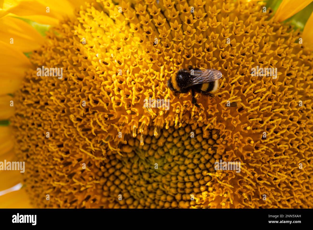 Black and yellow striped bee, honey bee, pollinating sunflowers close ...