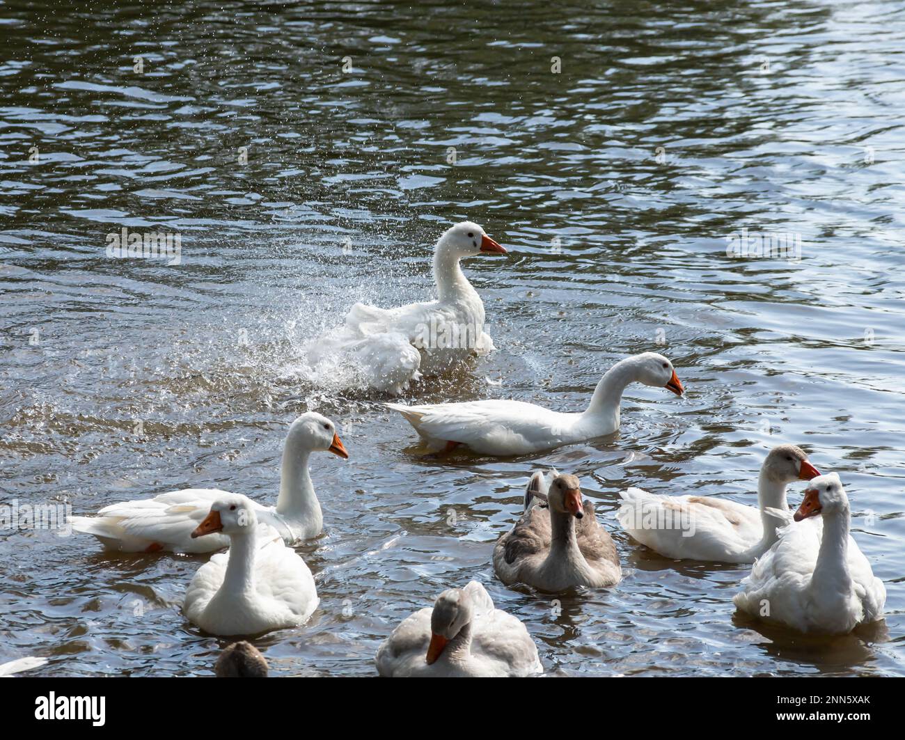 group of domestic white farm geese swim and splash water drops in dirty ...