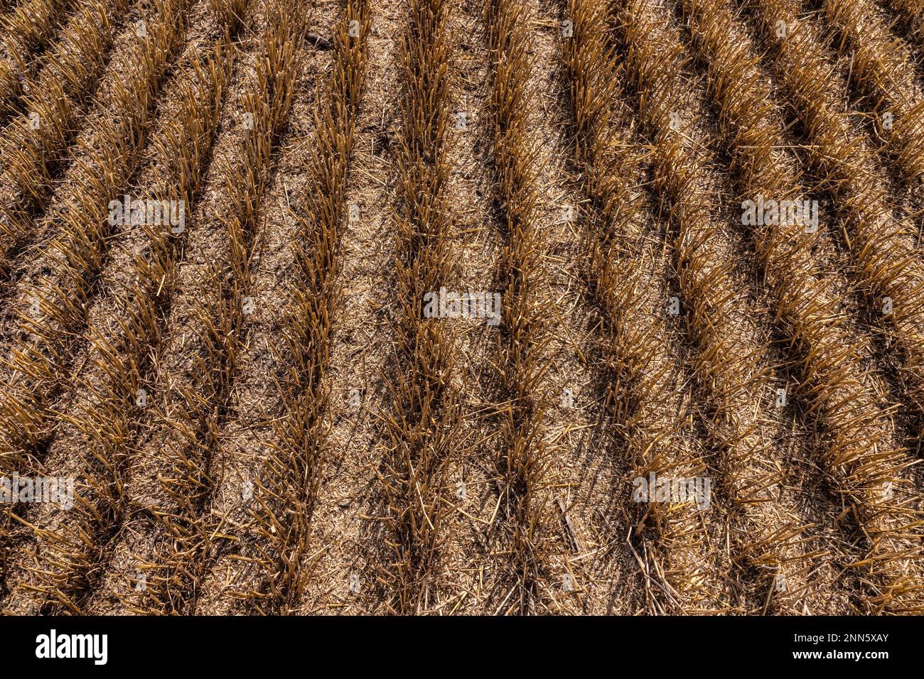 Stubble in the field after harvest. Cut stalks of cereals in the field ...