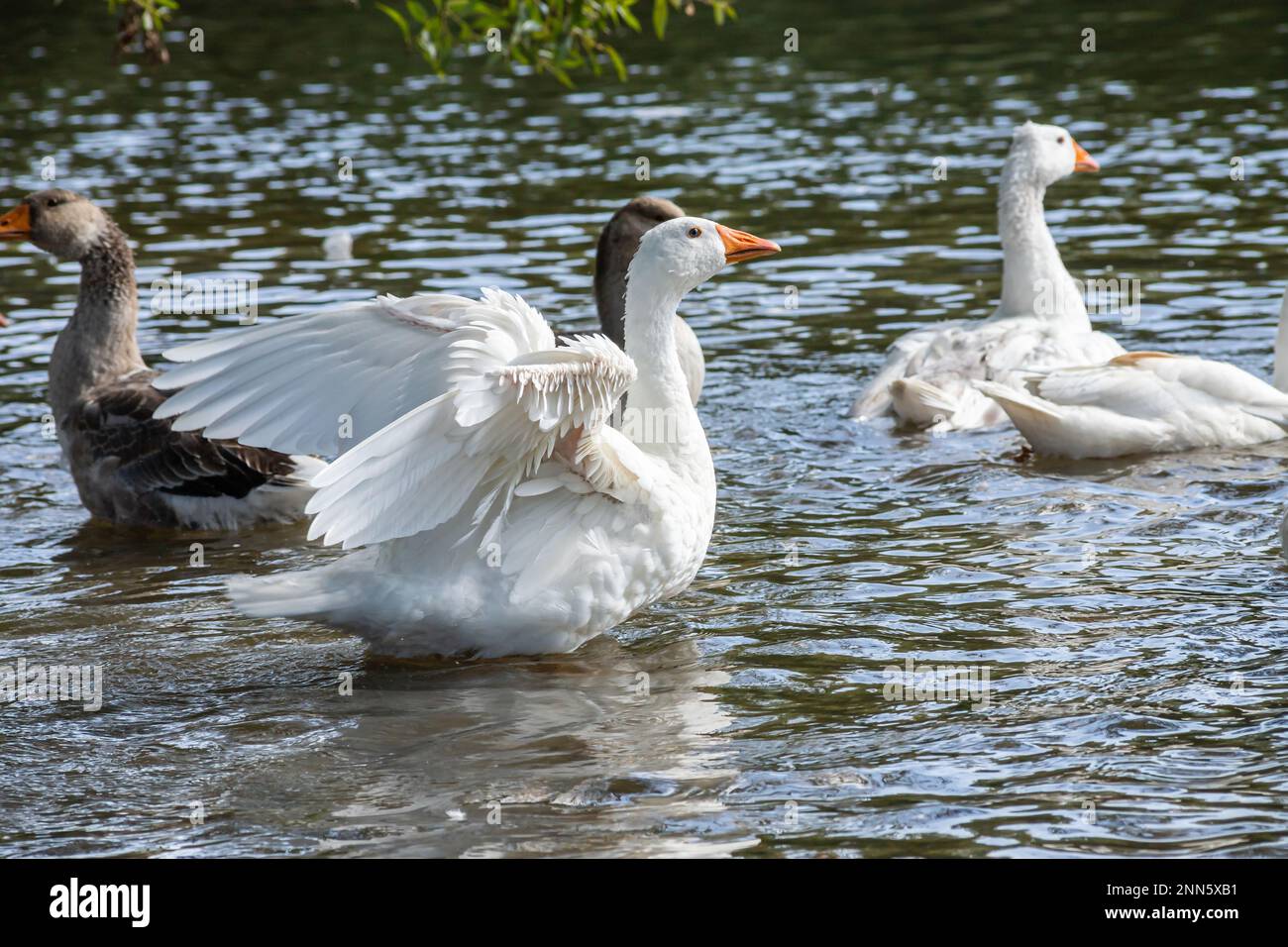 group of domestic white farm geese swim and splash water drops in dirty ...