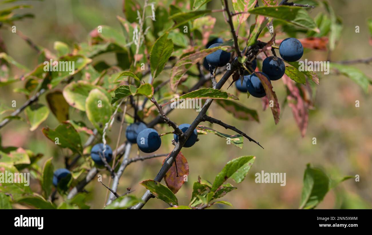 Blackthorn sloe or prunus spinosa growing on a tree branch Stock Photo ...