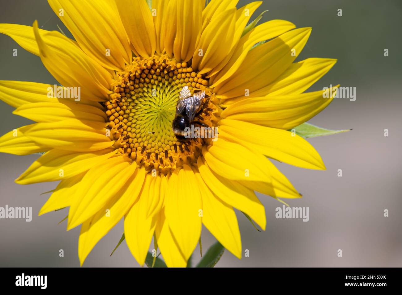 Black and yellow striped bee, honey bee, pollinating sunflowers close ...