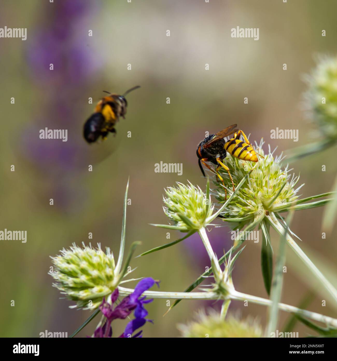Bee on flowers of eryngium. Bee pollinates a flower in the garden Stock ...