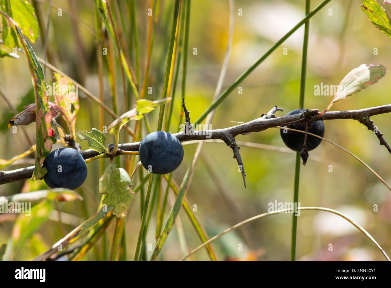 Blackthorn sloe or prunus spinosa growing on a tree branch Stock Photo ...