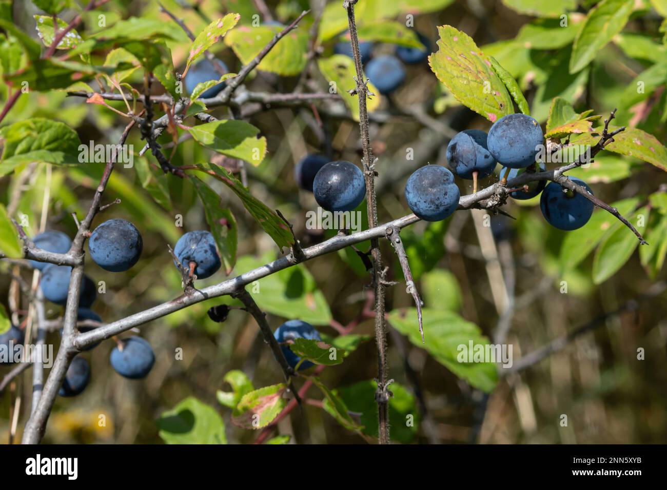 Blackthorn sloe or prunus spinosa growing on a tree branch Stock Photo ...