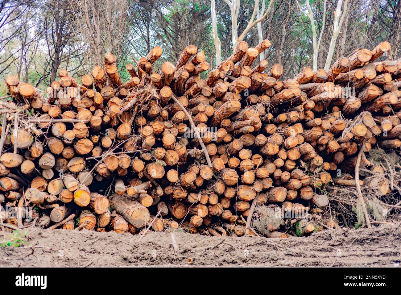 An organized stack of firewood logs, arranged in a neat pile on top of ...
