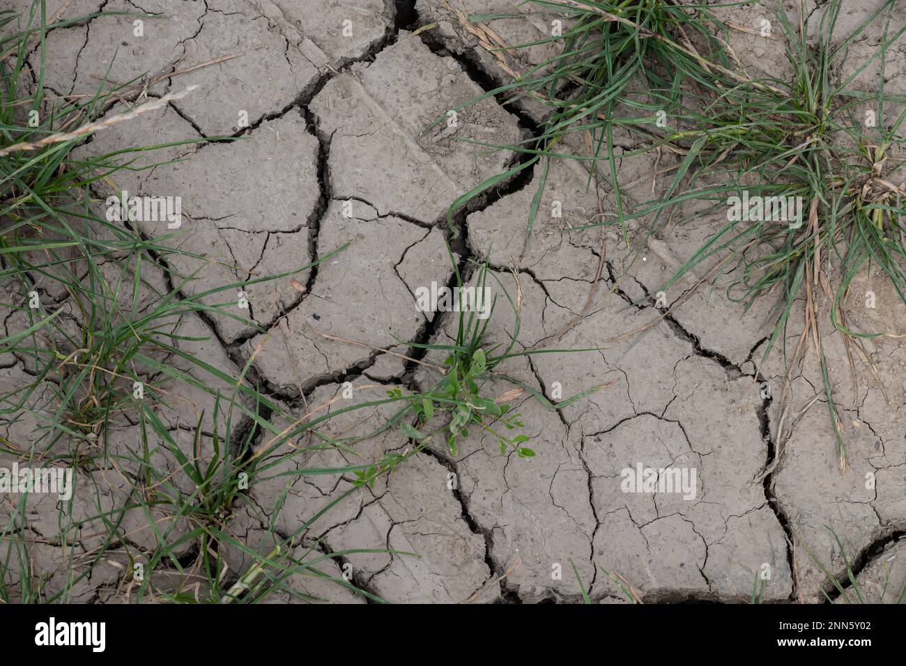 Growth of grass in drought land,Clay soil after rainy season Stock ...