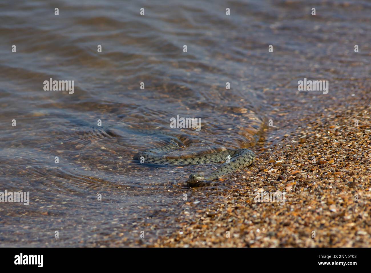 Caspian water snake hi-res stock photography and images - Alamy